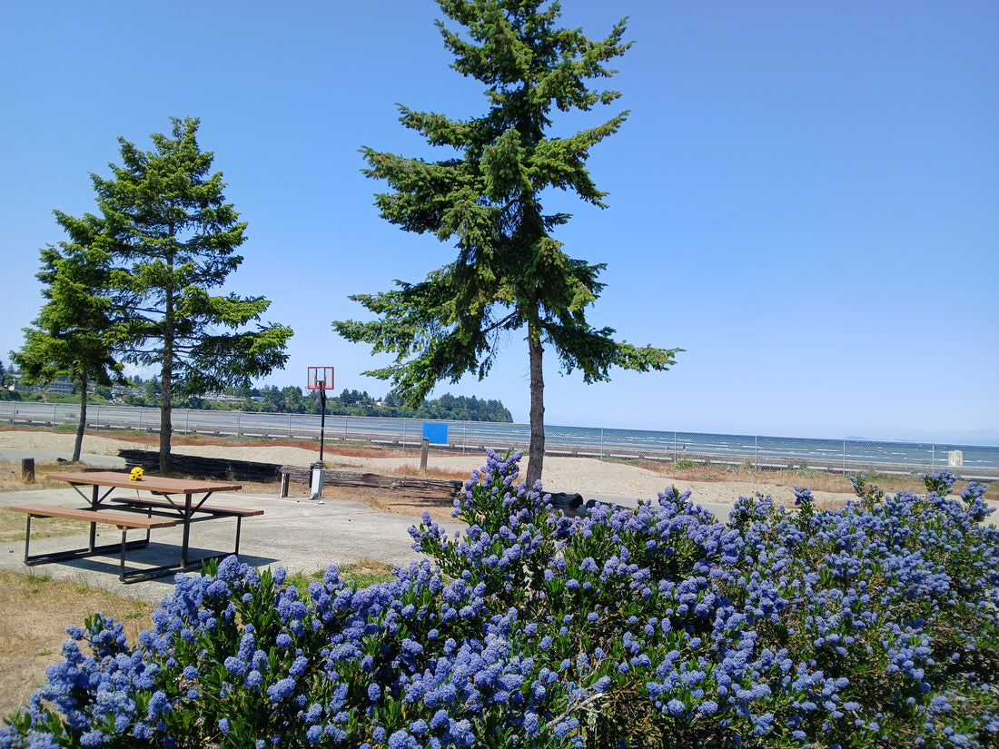 RV Sites – Park Sands Beach Resort